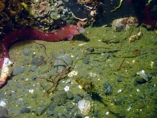Point Whitney – Brinnon, WA – Hood Canal – Jade Scuba Adventures