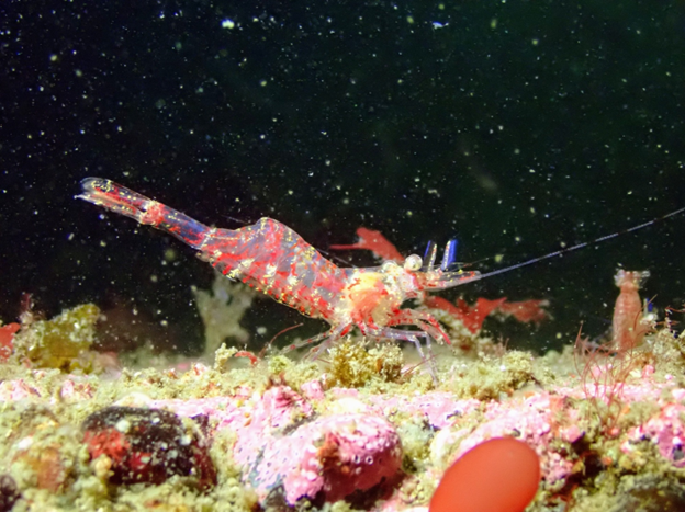 Point Whitney – Brinnon, WA – Hood Canal – Jade Scuba Adventures